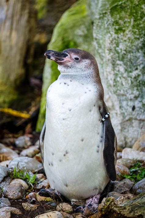 400000 Free Cute Penguin Wallpaper And Penguin Images Pixabay
