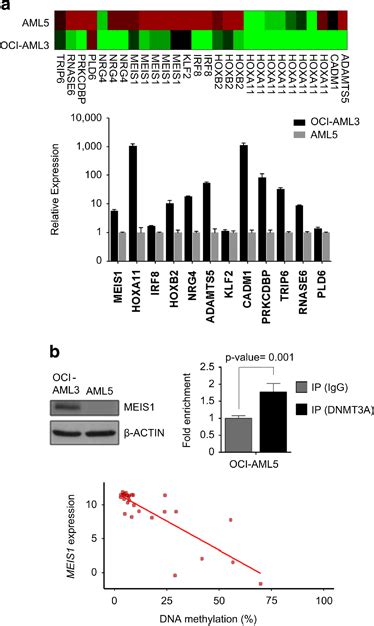 Dnmt3a Mutations In Aml Are Associated With A Dna Hypomethylation Download Scientific Diagram
