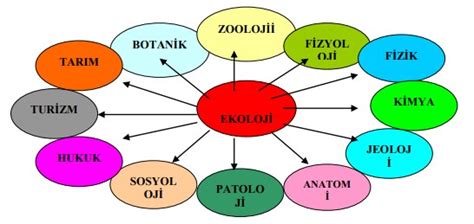 Ekoloji Nedir Ekoloji Neyi İnceler Alt Dalları Nelerdir Techworm