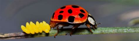 Ladybug Laying Eggs Beneficial Insects Ladybugs — East Bay Nursery