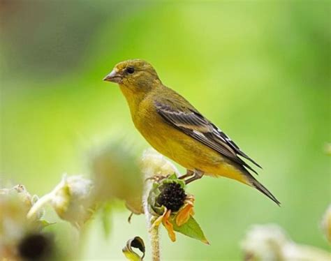 9 Birds That Look Like Goldfinches Find Out More