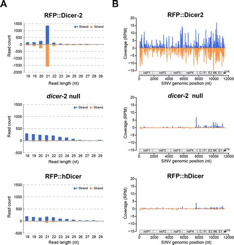 Small Rna Deep Sequencing Analysis Of Viral Reads From Transgenic