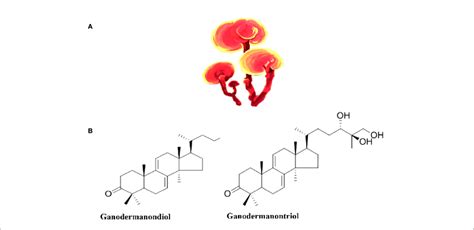 Ganoderma Lucidum A Ganoderma Lucidum From Download