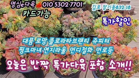명심e다육 대품러우 핑크여왕등 특가할인 하는 품종포함 풍성한군생들 5포트만원다육 명심e다육010 5302 7701유료광고포함 Youtube