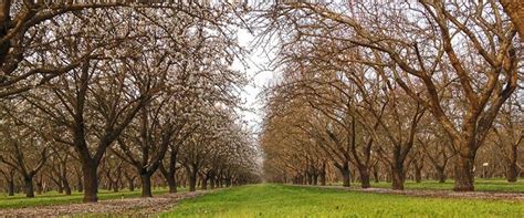 Almond Pollination Natures Eats