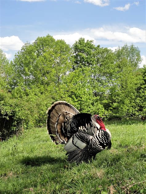 칠면조 톰 야생의 Pixabay의 무료 사진