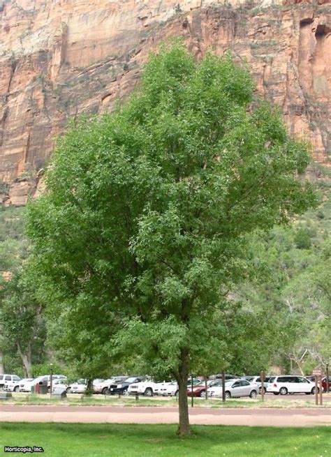 Arizona Ash Tree Height At Melvin Slater Blog