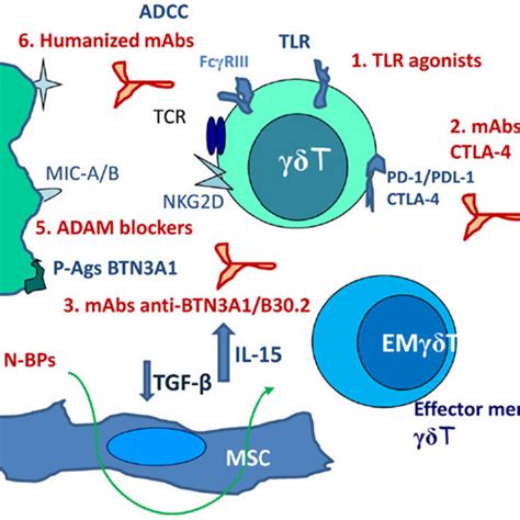 Scheme Of Possible Combinations Of Activating And Inhibiting Stimuli Download Scientific