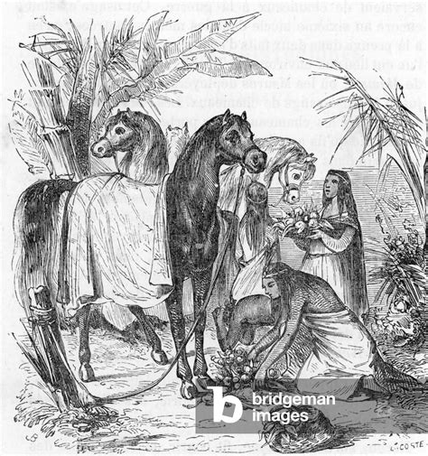 Horseland Bucephalus