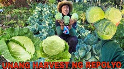 Finally Harvest Na Ng Repolyo Parang Kelan Lang Ang Ganda Bilog Na
