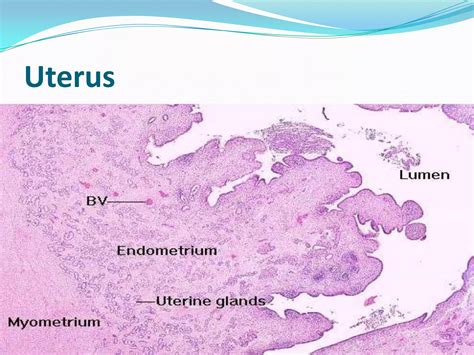 Histology Of Avian Female Reproductive System Pptx