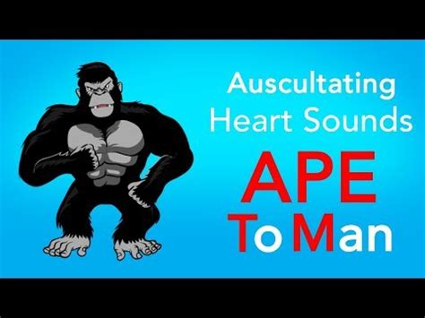Auscultating Heart Sounds Ape To Man Youtube
