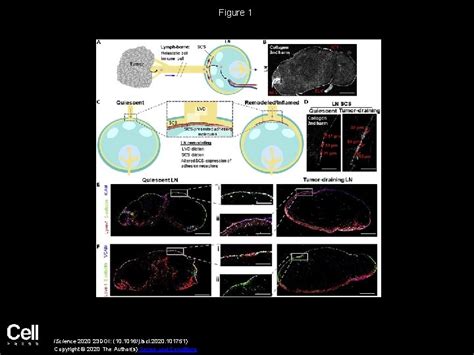 Lymph Node Subcapsular Sinus Microenvironmentonachip Modeling Shear Flow