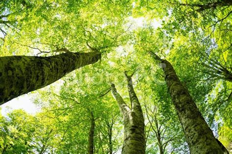 免費照片 山毛櫸樹山毛櫸原始森林 5月底