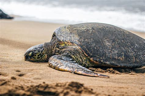 Turtle Eggs Hatching And Conservation In Jamaica Sandals