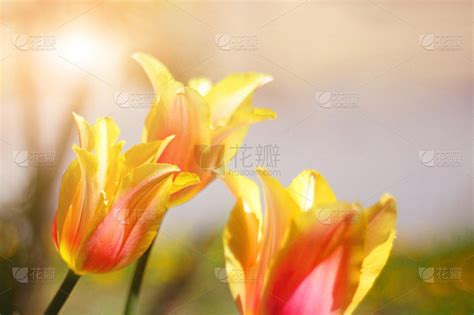 在一个公园的花坛上冬青红色黄色橙色的郁金香