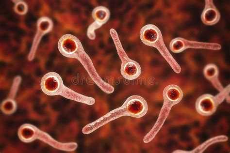 Clostridium Tetani Bacteria Stock Illustration Illustration Of Rodshaped Organism 251862393