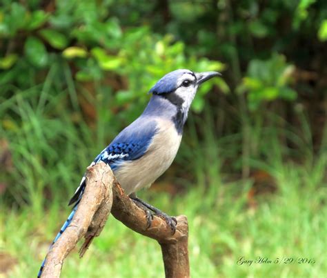 Blue Jay Gary Helm Flickr