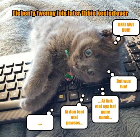 The Internets Uses Up Another Lolcat Lolcats Lol Cat Memes