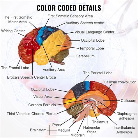 Color Coded Brain