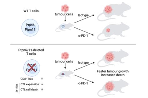 Concomitant Deletion Of Ptpn6 And Ptpn11 In T Cells Fails To Improve