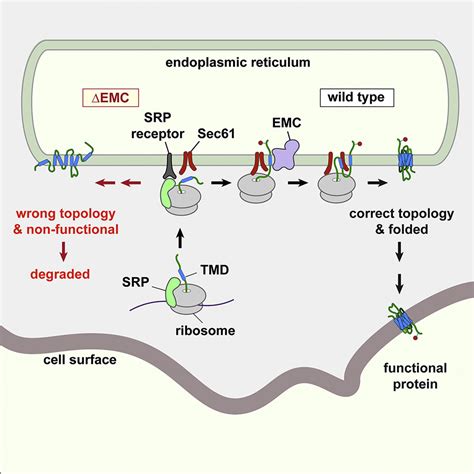 Emc Is Required To Initiate Accurate Membrane Protein Topogenesis Cell