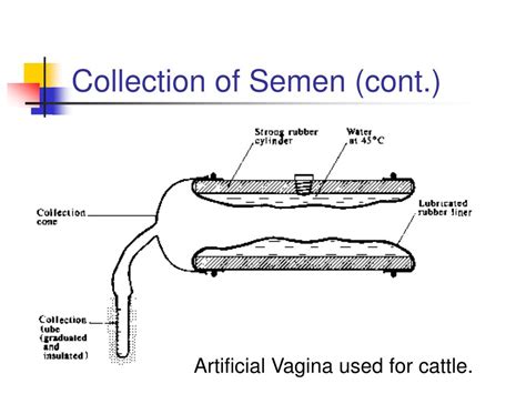 Ppt Artificial Insemination Powerpoint Presentation Free Download