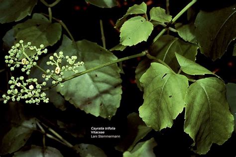 Vitaceae Alchetron The Free Social Encyclopedia