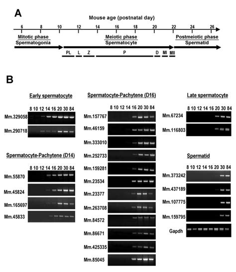 Developmental Expression Pattern Of The Genes During Spermatogenesis