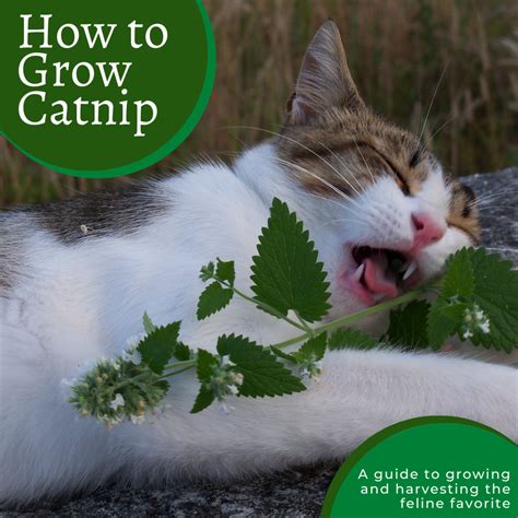 A Complete Guide To Growing Catnip From Seed To Harvest Growing Catnip Catnip Growing