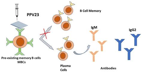 Pneumonia And Invasive Pneumococcal Diseases The Role Of Pneumococcal