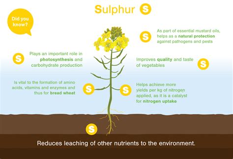 How To Use Sulphur In The Garden At Alyssa Wekey Blog
