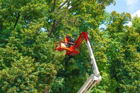 Services Sydney Sydney Urban Tree Services