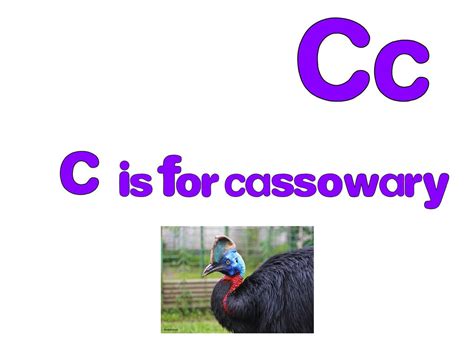 C Is For Cassowary By Thomascarr0806 On Deviantart