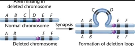 Genetics Chapter 8 Flashcards Quizlet