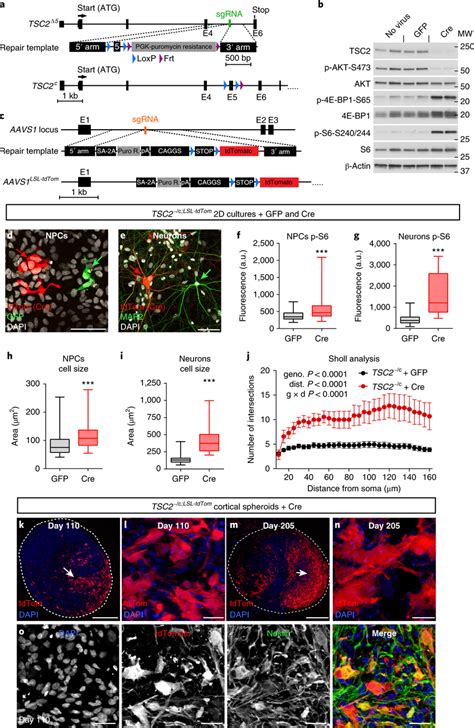 Conditional Inactivation Of Tsc2 Models A Second Hit Mutation A Download Scientific Diagram