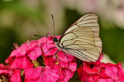 나비 산사나무 날개 달린 곤충 Pixabay의 무료 사진 Pixabay