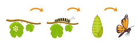 Transformación Del Ciclo De Vida De La Mariposa De La Oruga De La