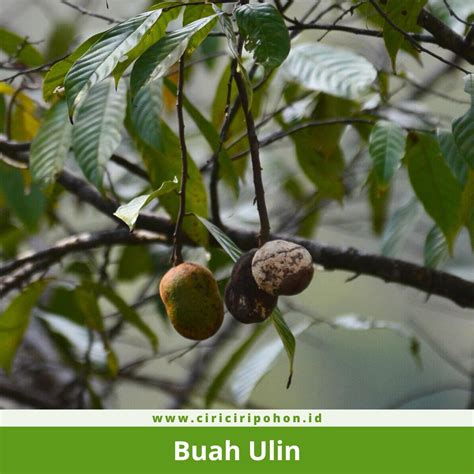 Ciri Ciri Pohon Ulin Eusideroxylon Zwageri — Ciriciripohon Id