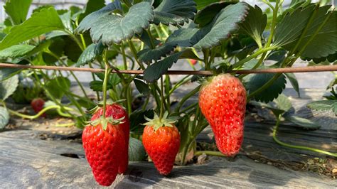 细菌益生菌生产植物枯草芽孢杆菌 Buy 益生菌生产植物枯草芽孢杆菌植物枯草芽孢杆菌枯草芽孢杆菌 Product On