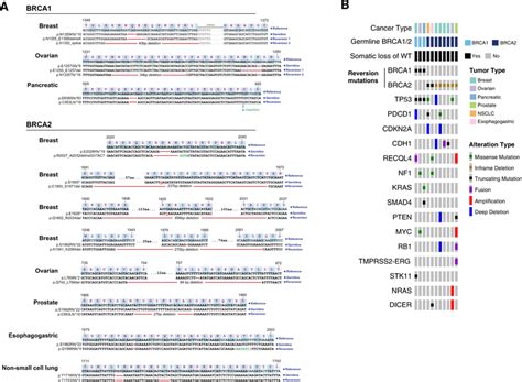 Reversion Mutations In Germline Brca1 2 Carriers A The Nucleotide And Download Scientific
