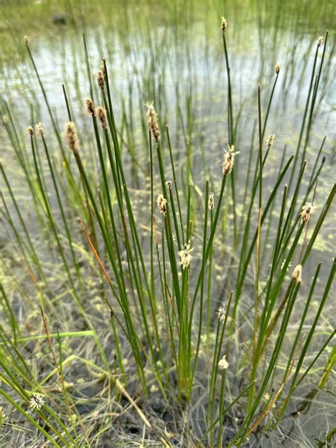 Eleocharis Macrostachya Our Native Plants