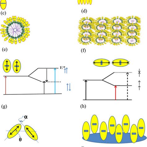 A Schematic Diagram Of A Cfs Molecule B Schematic Diagram Of A