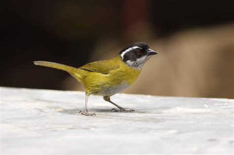 Photographicbirdlistomania Sooty Capped Chlorospingus Chlorospingus