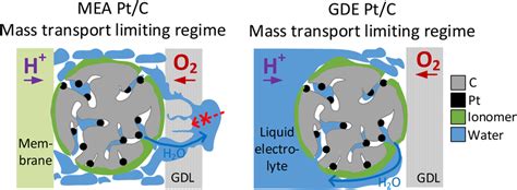 Comparison Of Water Transport In The Mass Transport Limiting Regime In Download Scientific