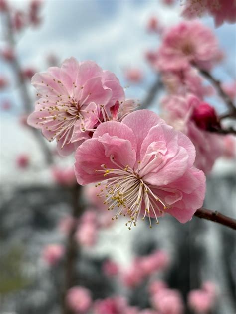 매화나무 매실나무