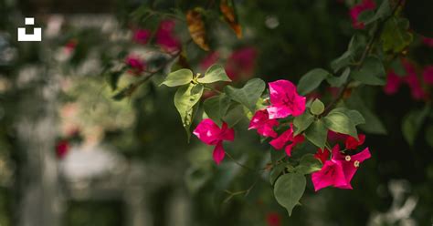 분홍색 꽃이있는 나무 사진 Unsplash의 무료 월도프 아스토리아 몰디브 이타푸시 이미지