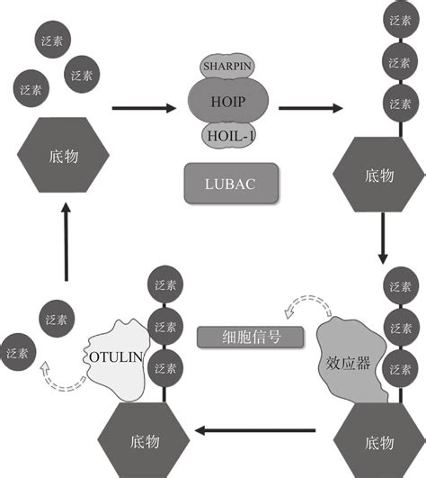 线性泛素连接酶复合体与去线性泛素化酶在肿瘤中的研究进展
