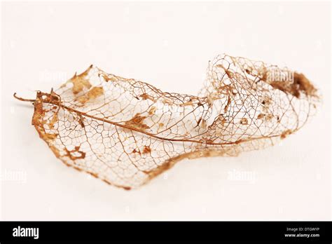 LEAF NATURE DETAIL VEINS Stock Photo Alamy