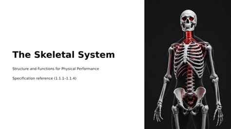 Gcse Pe The Skeletal System Teaching Resources